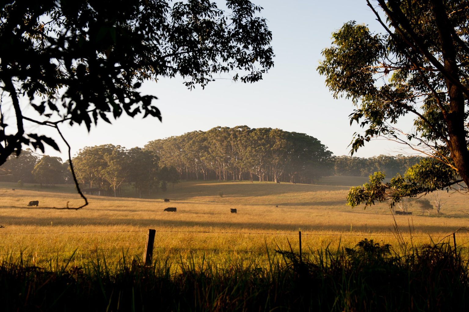 Colonial History – historyofaustraliaonline